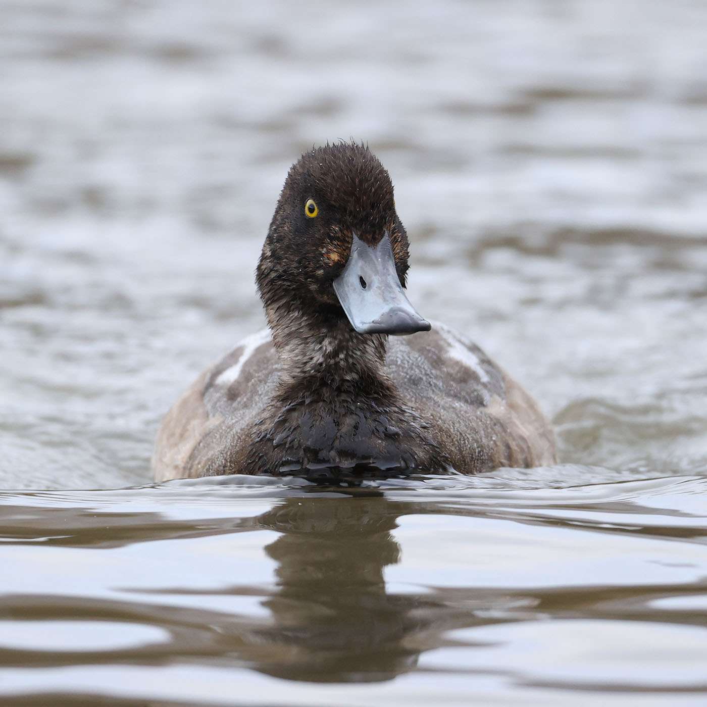 Scaup at Paignton by Steve Hopper - Devon Birds