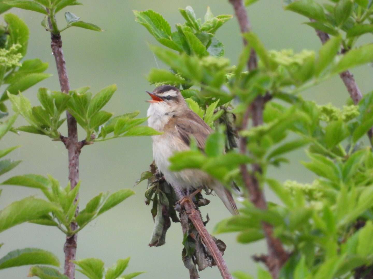 Conservation Initiatives - Devon Birds
