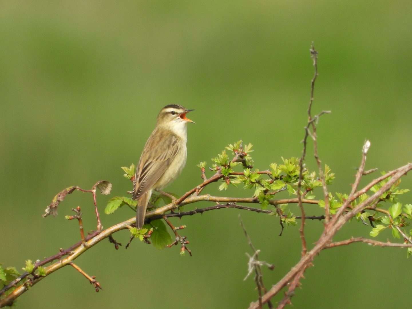 Sedge Warbler at Exminster marshes RSPB by Kenneth Bradley - Devon Birds