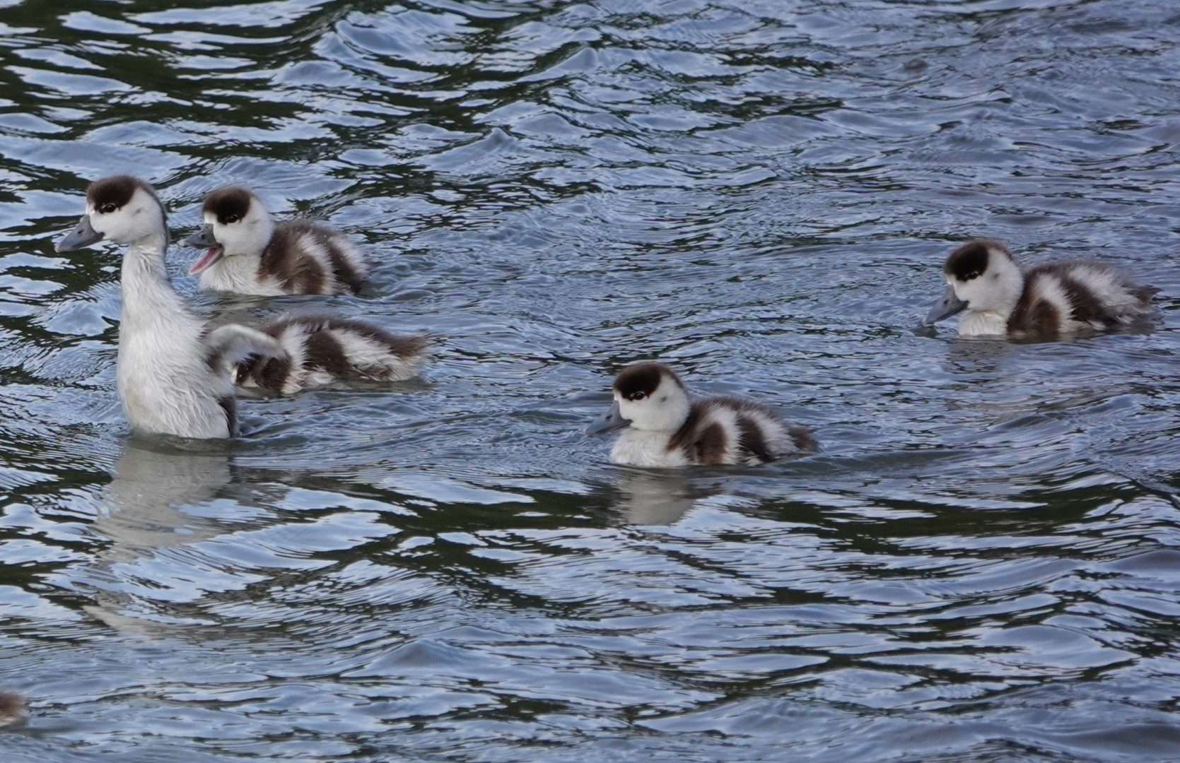 Shelduck at Fremington Pill by Paul Howrihane - Devon Birds