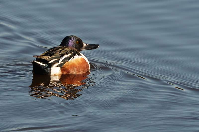 Shoveler at Bowling Green Marsh by Keith McGinn - Devon Birds