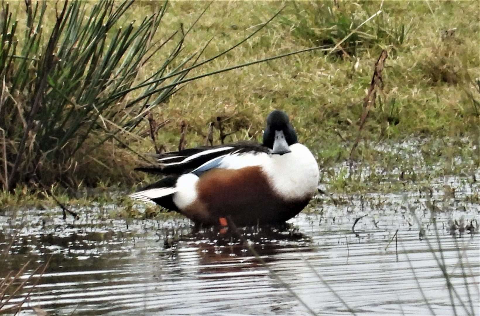 Shoveler at Exminster marshes RSPB by Kenneth Bradley - Devon Birds