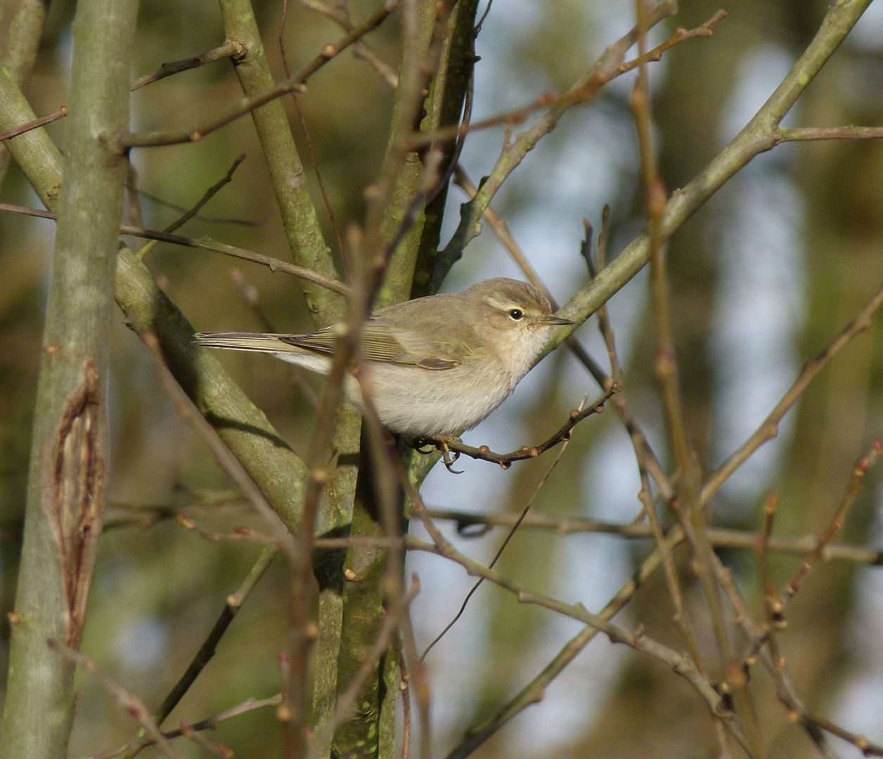 Siberian Chiffchaff at Clennon Valley by Mike Langman - Devon Birds