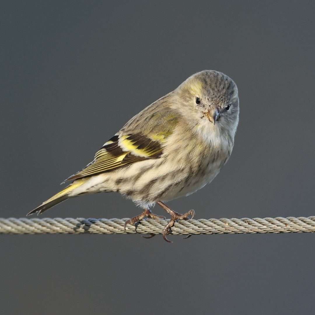 Siskin at Haldon by Steve Hopper - Devon Birds