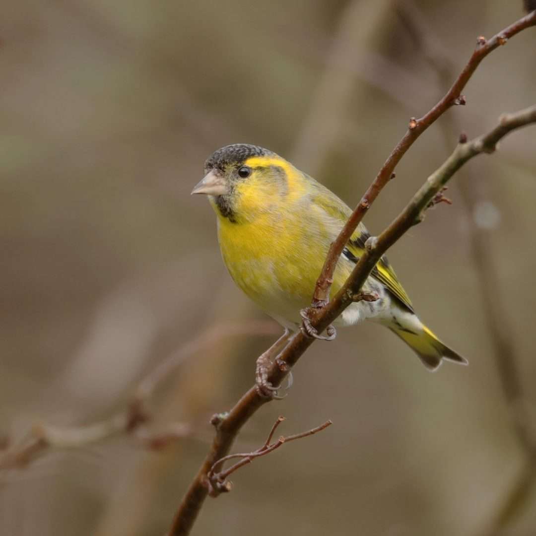 Siskin at South Brent by Steve Hopper - Devon Birds