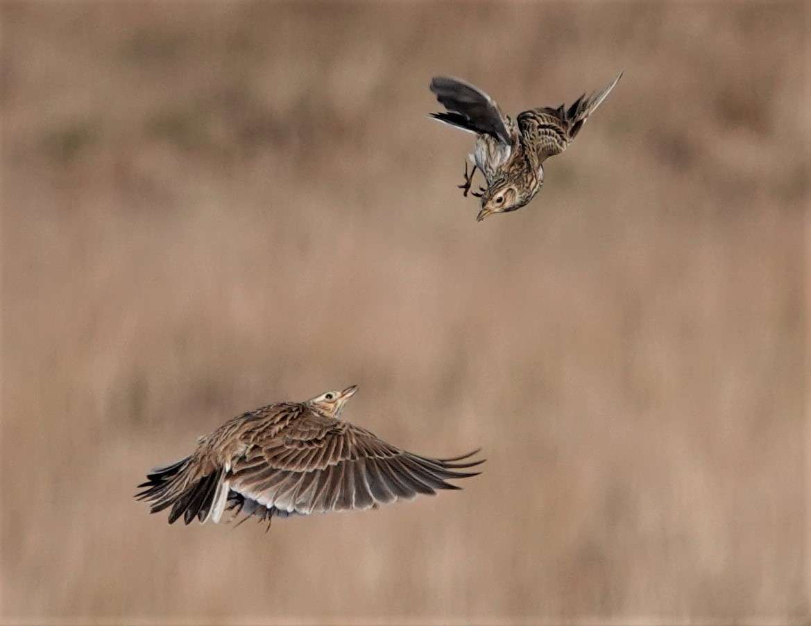 Skylark at Bursdon Moor by Paul Howrihane - Devon Birds