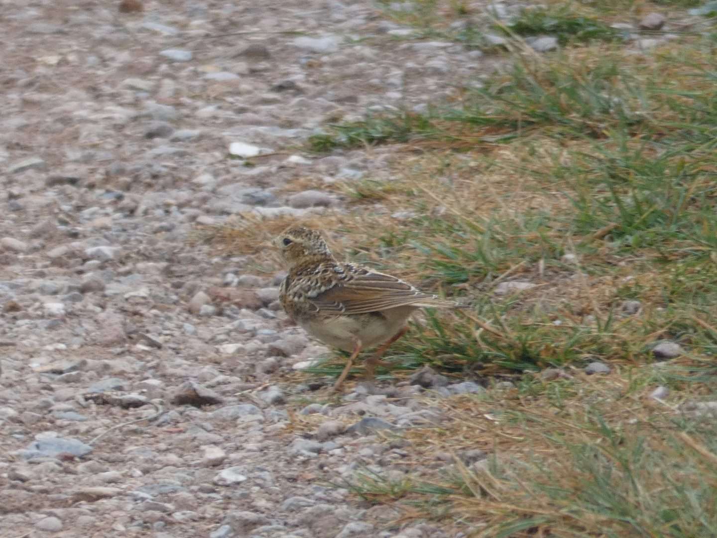 Skylark ( juv ) at Between Turf and Powderham by Andrew Staley - Devon Birds