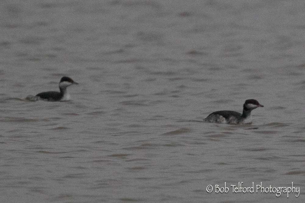Slavonian Grebe at Cockwood by Bob Telford - Devon Birds