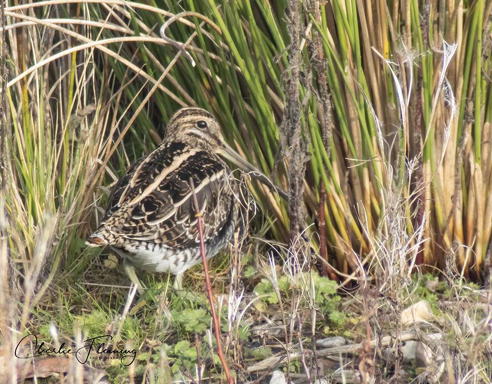Snipe at Matford by Fleming - Devon Birds