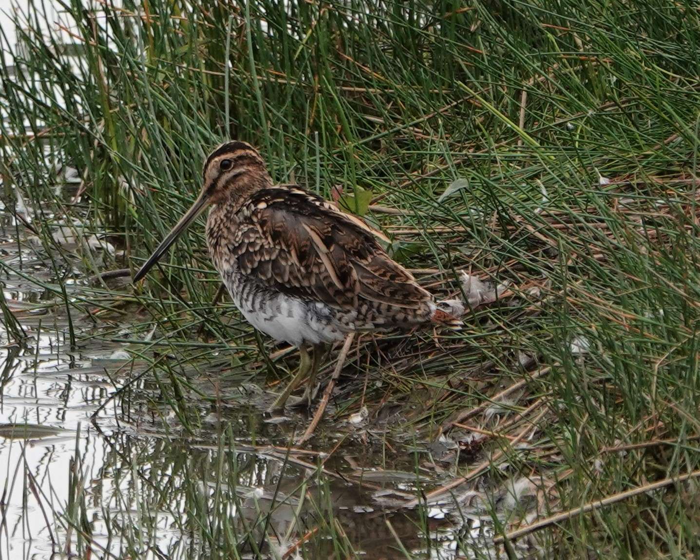 Snipe at Bowling Green Marsh by Paul Howrihane - Devon Birds