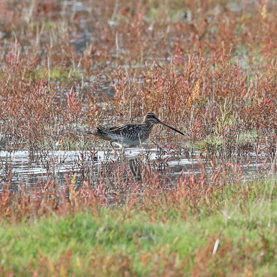 Snipe at South Efford Marsh, Aveton Gifford by Steve Hopper - Devon Birds