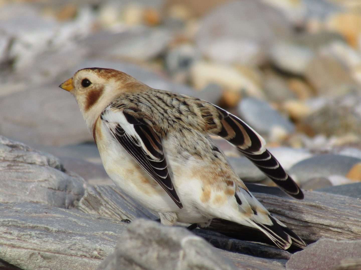 Presidents & Chairs - Devon Birds