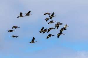 Snow Goose at Turf Lock Exminster Marshes by Bob Kent - Devon Birds