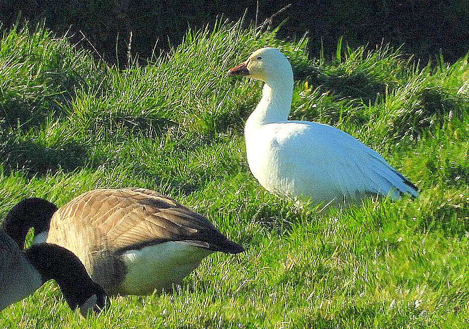 Snow Goose at Exminster marshes RSPB by Kenneth Bradley - Devon Birds