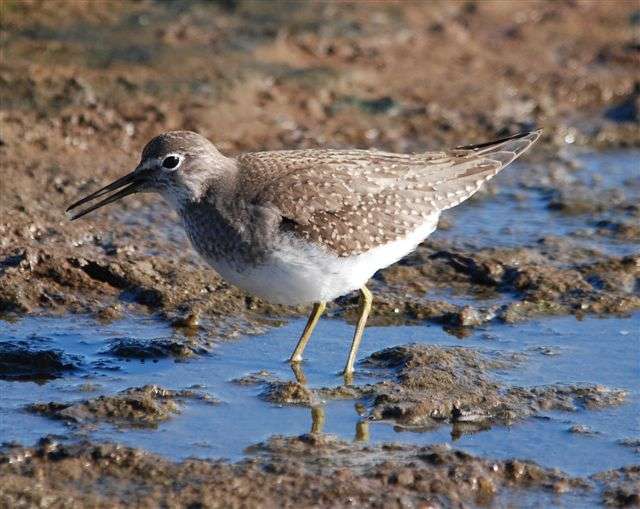 Solitary Sandpiper at Black Hole Marsh by Pat Mayer - Devon Birds