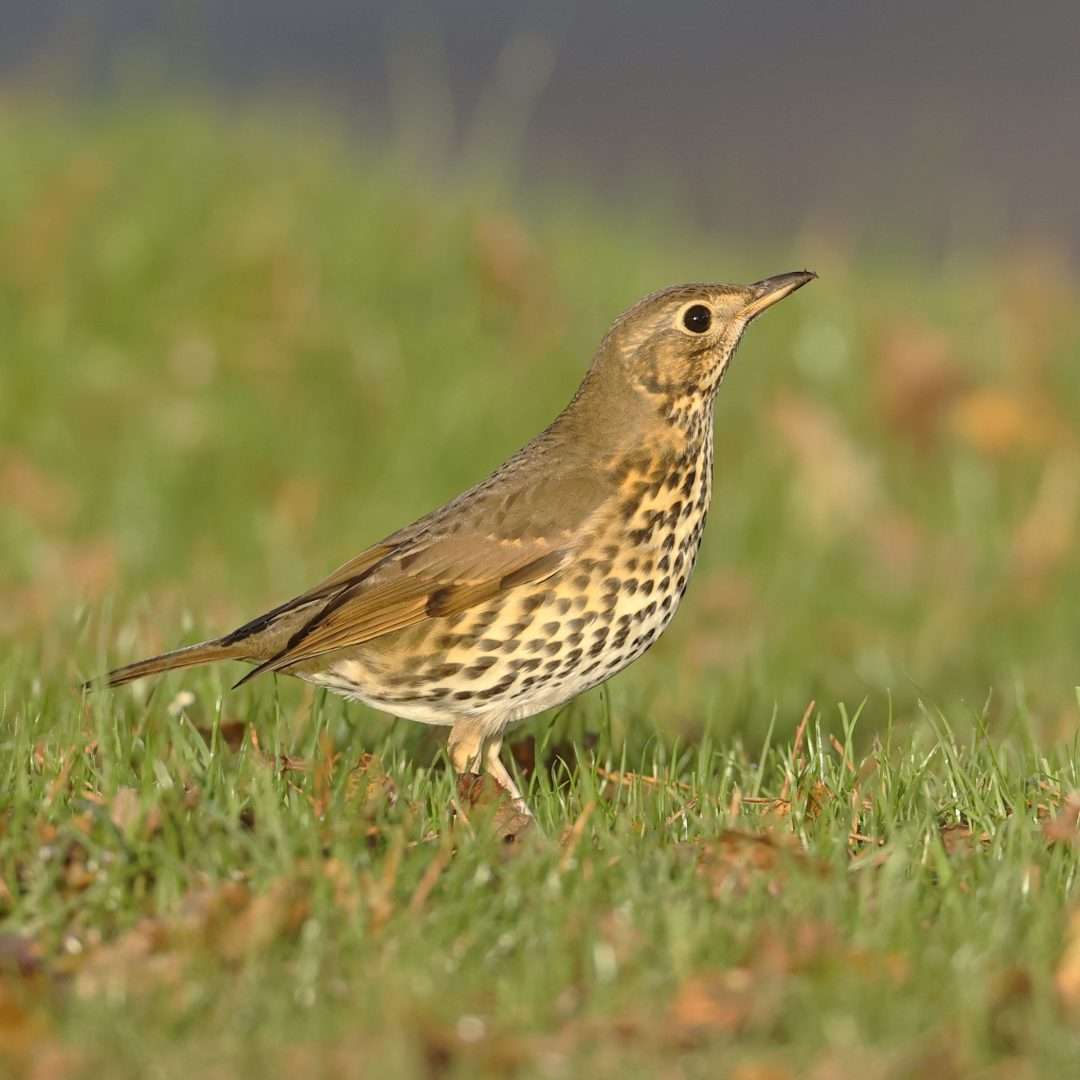 Song Thrush at Haldon by Steve Hopper - Devon Birds