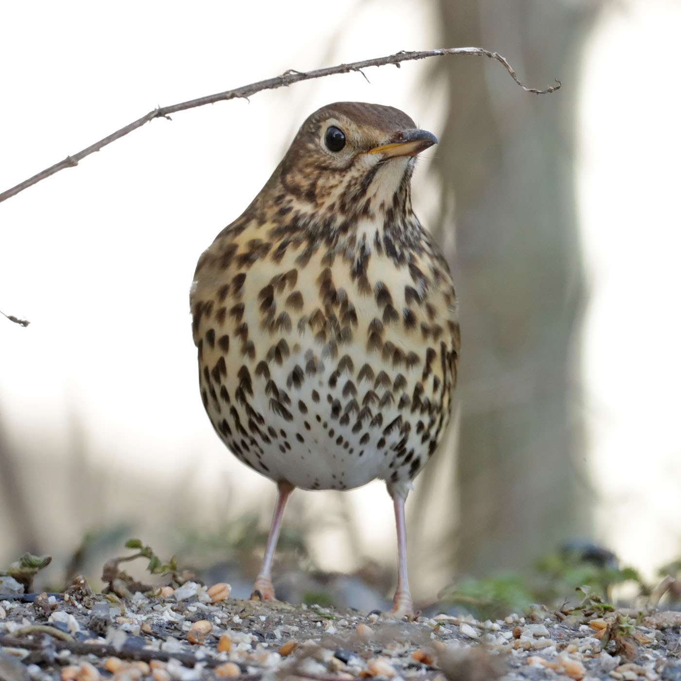 Song Thrush at South Brent by Steve Hopper - Devon Birds