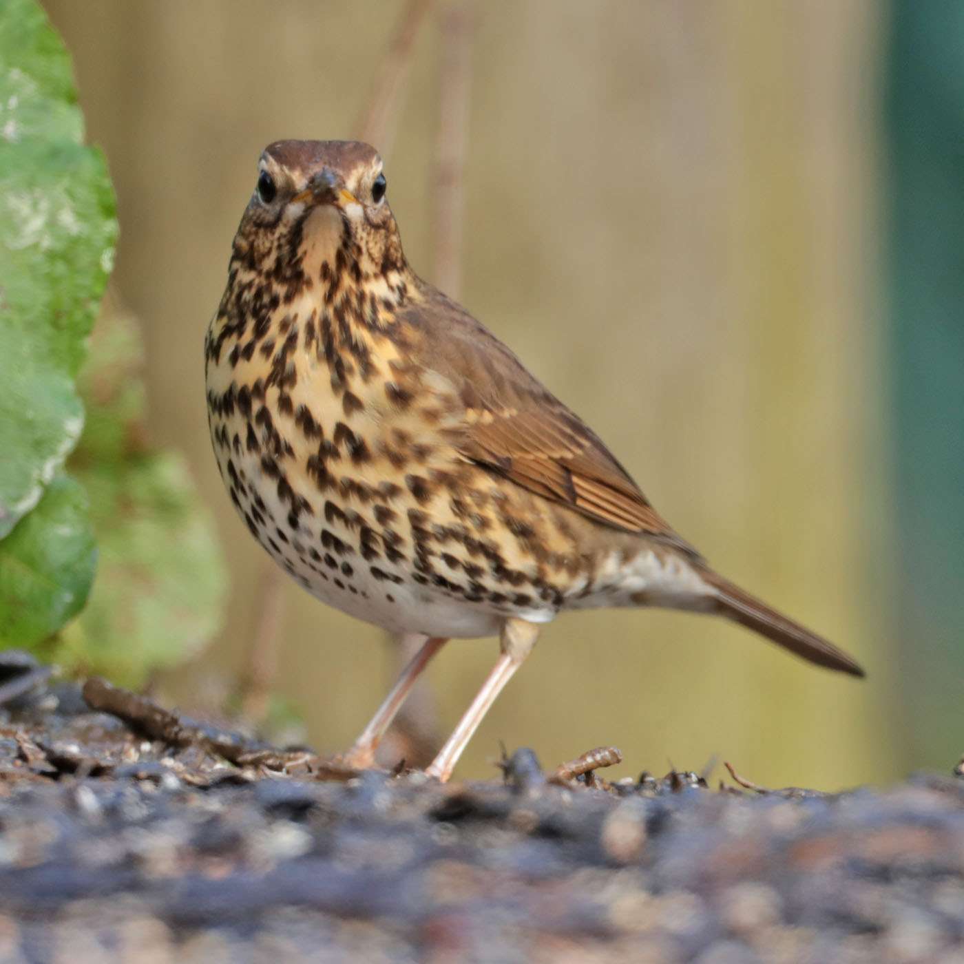 Song Thrush at South Brent by Steve Hopper - Devon Birds
