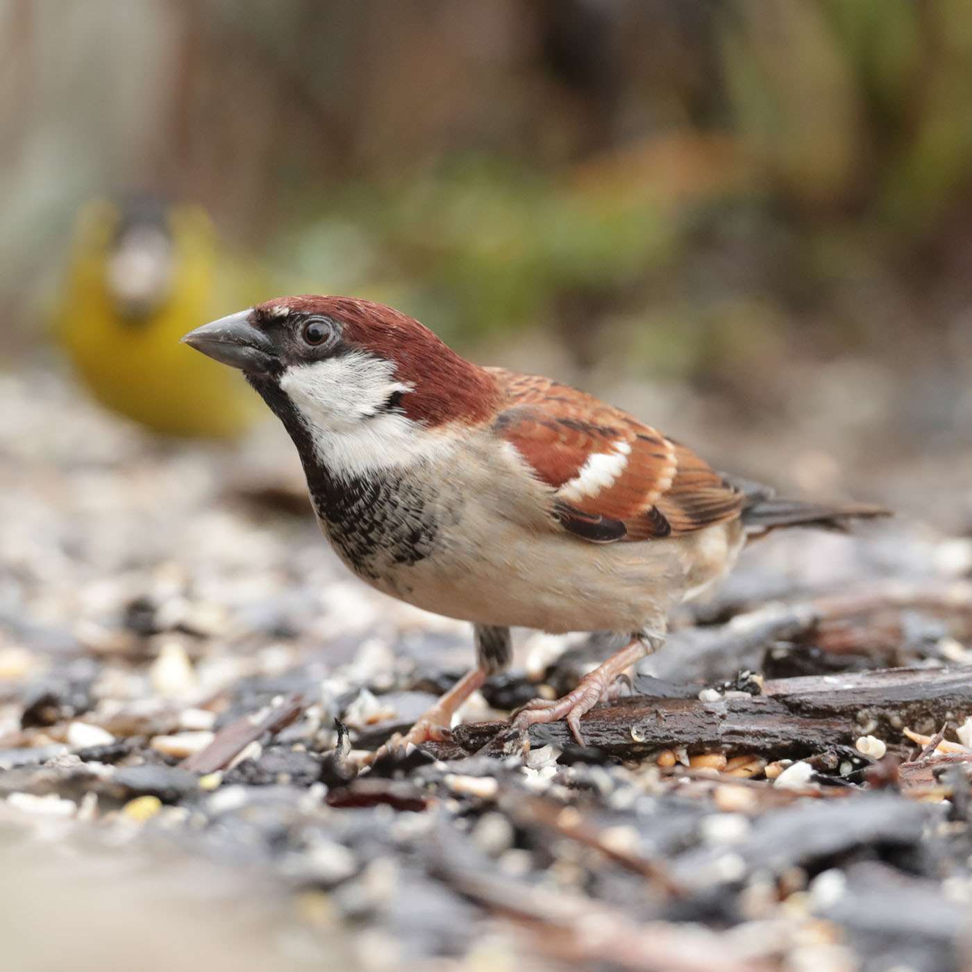 Sparrow Sp at South Brent by Steve Hopper - Devon Birds