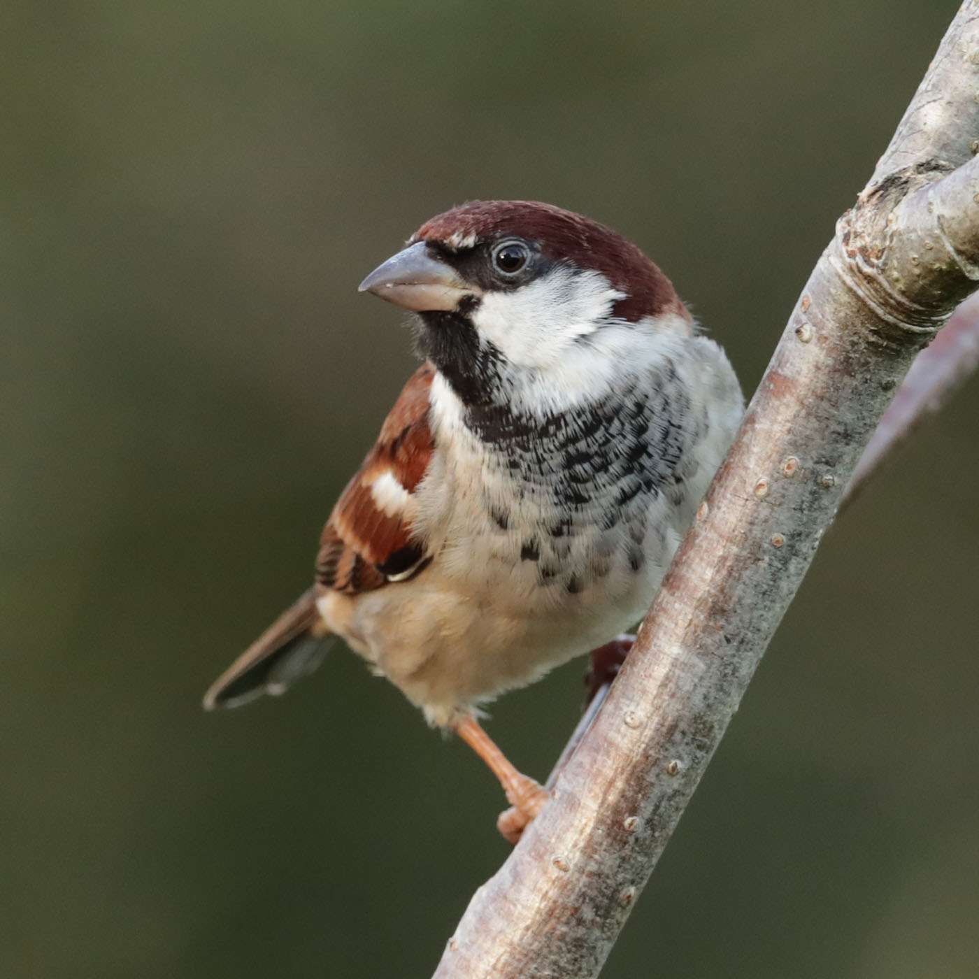 Sparrow sp at South Brent by Steve Hopper - Devon Birds