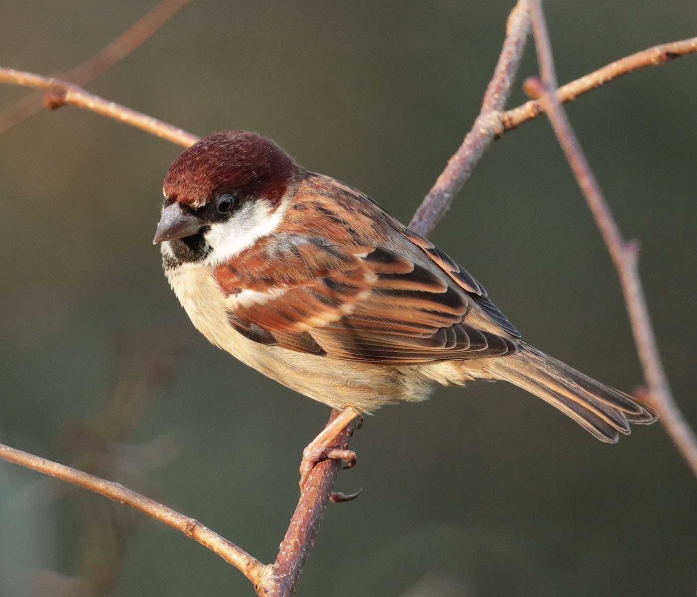 Sparrow sp at South Brent by Steve Hopper - Devon Birds