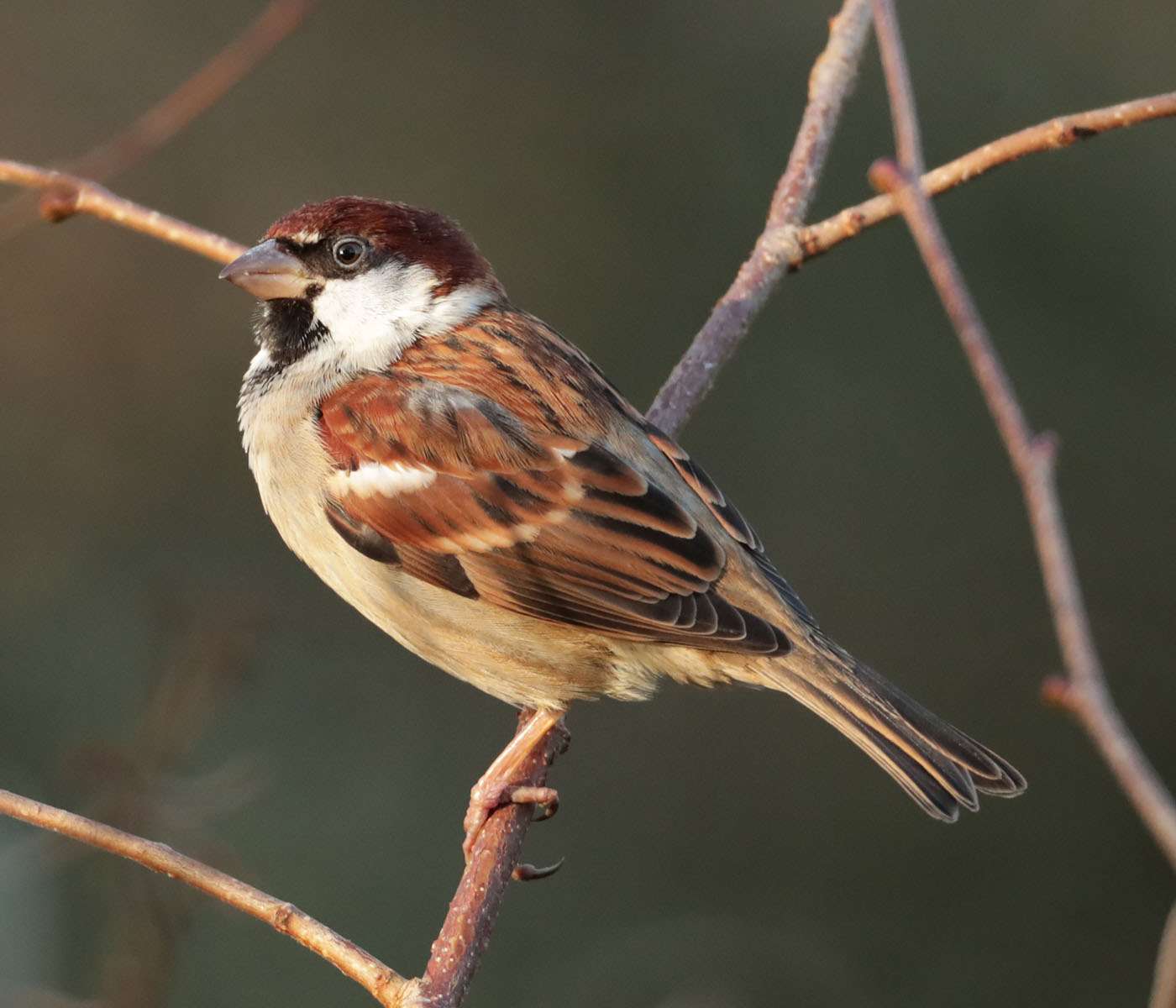 Sparrow sp at South Brent by Steve Hopper - Devon Birds