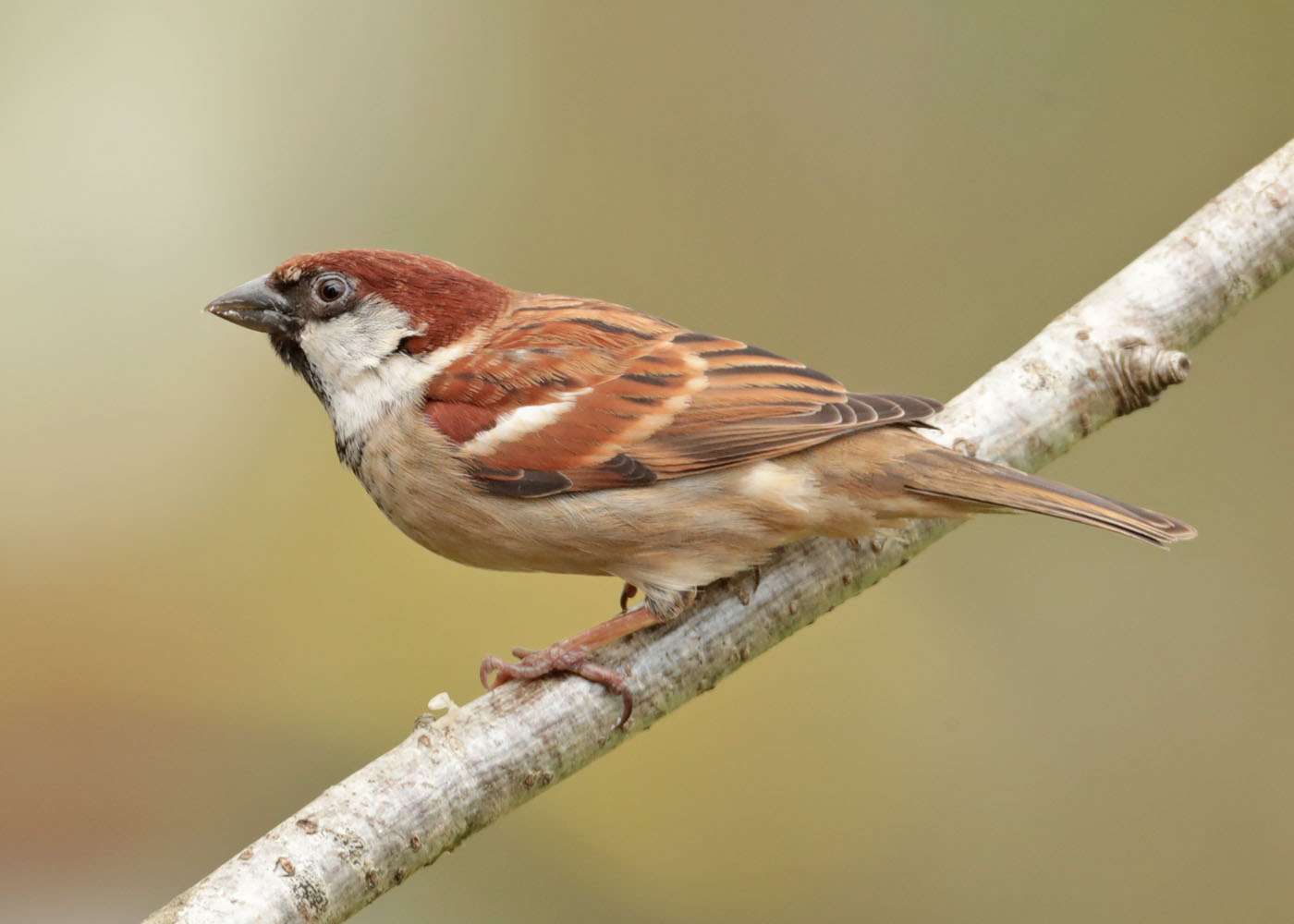 Sparrow sp at South Brent by Steve Hopper - Devon Birds