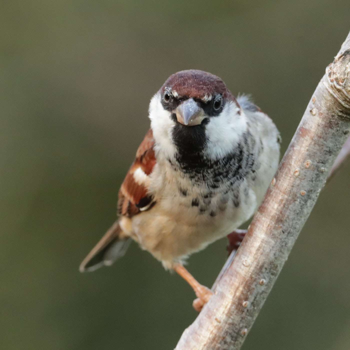 Sparrow sp at South Brent by Steve Hopper - Devon Birds