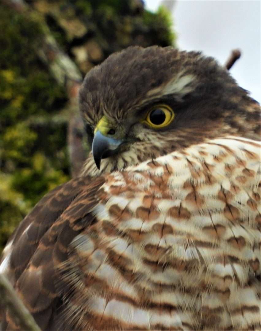 Sparrowhawk at Matford Marshes RSPB by Kenneth Bradley - Devon Birds