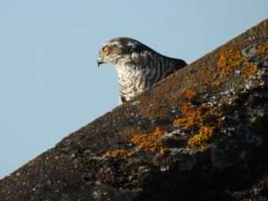 Sparrowhawk at Braunton by Phil and Sue Naylor - Devon Birds