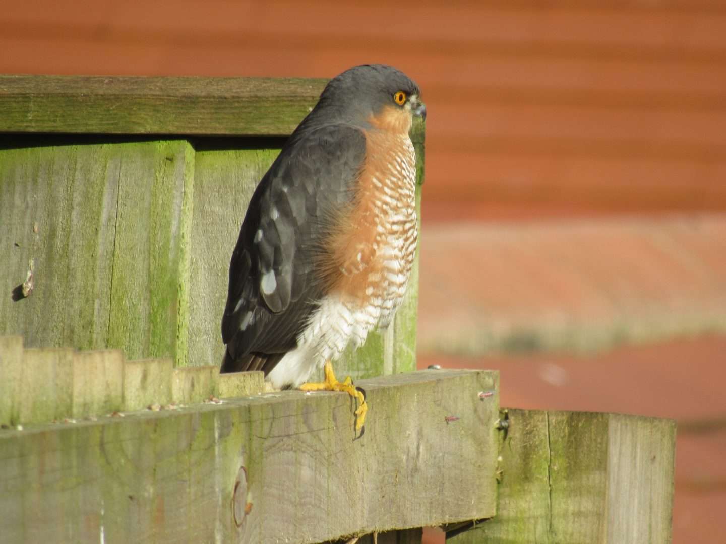 Sparrowhawk at Preston, Paignton by Stephen Huggins - Devon Birds