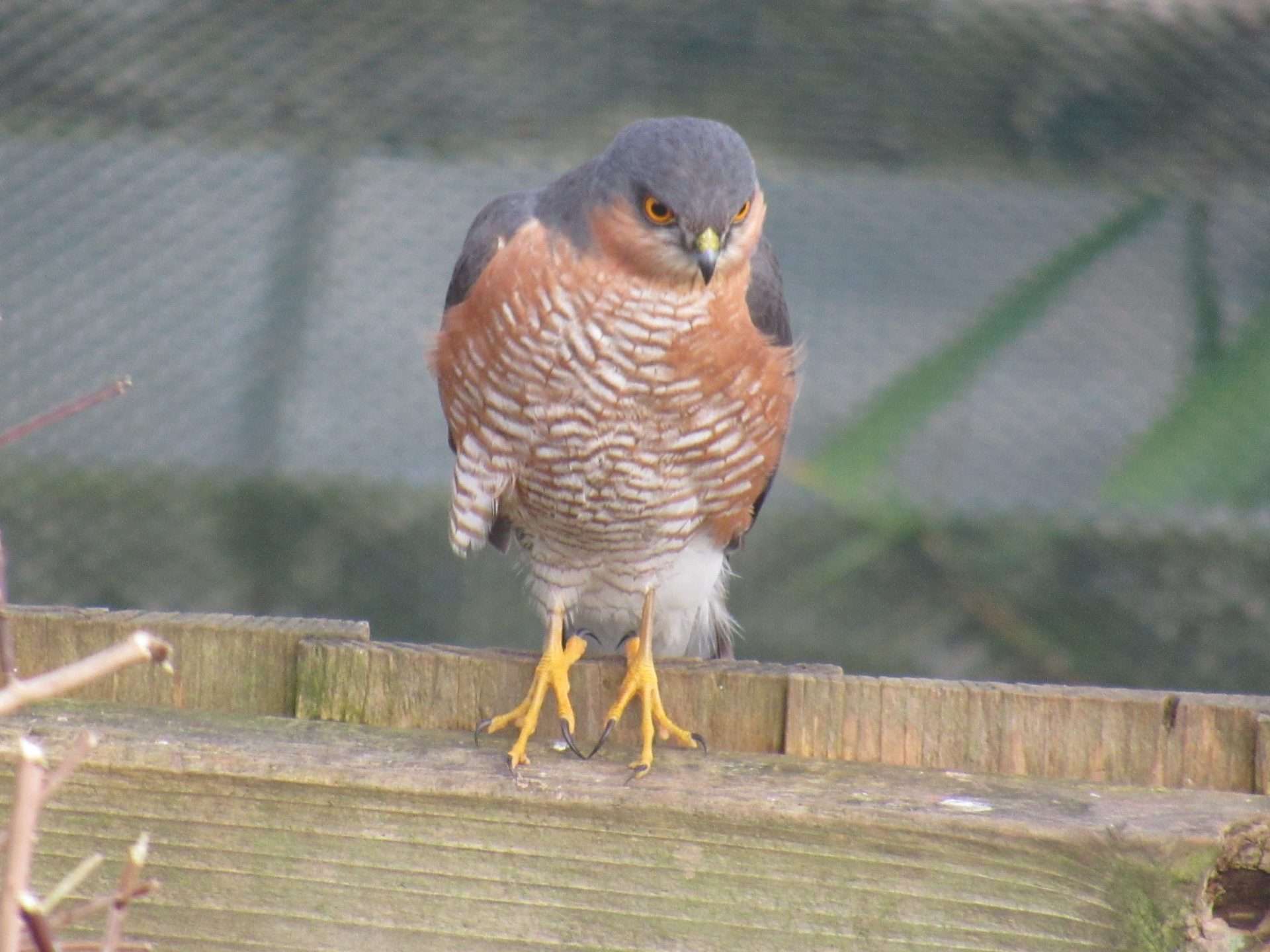 Sparrowhawk at Preston, Paignton by Stephen Huggins - Devon Birds