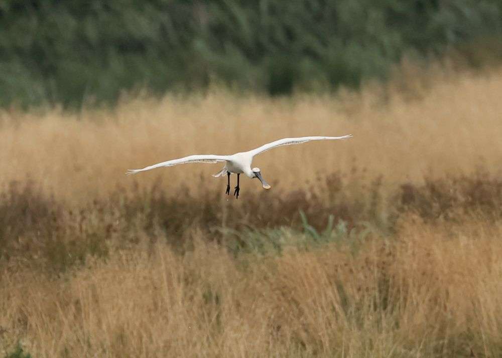 Spoonbill at Exminster marsh by Steve Hopper - Devon Birds