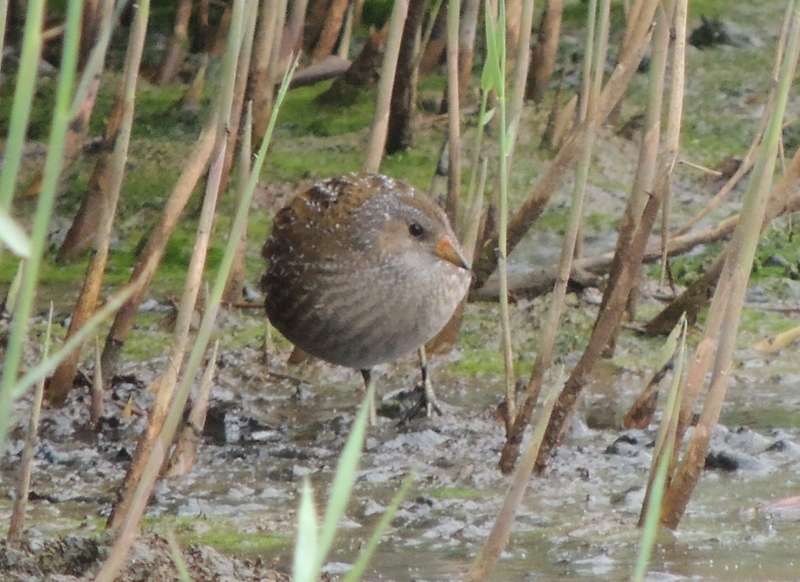 Spotted Crake at Black Hole Marsh by David Helliar - Devon Birds