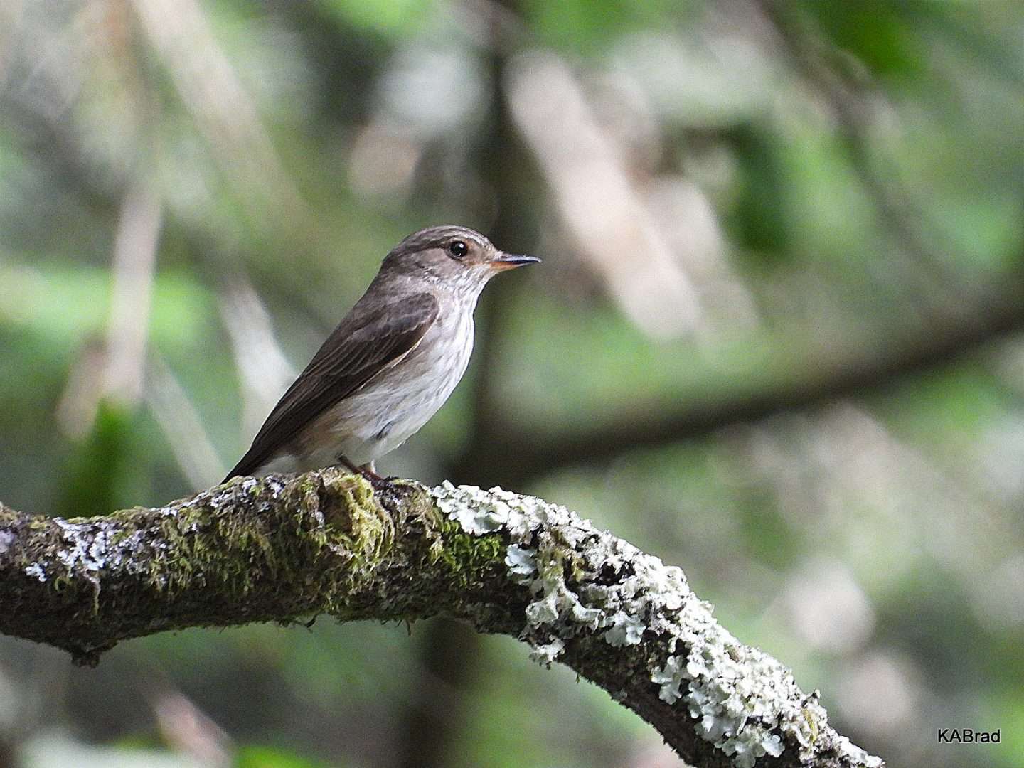 Council - Devon Birds