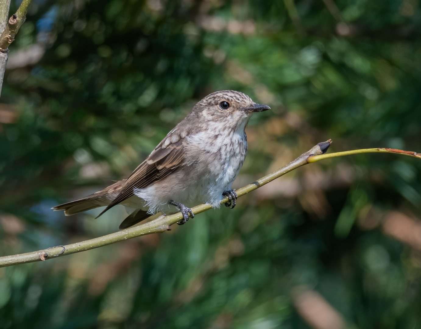 Spotted Flycatcher at Kingsbridge by Mark Sturman - Devon Birds