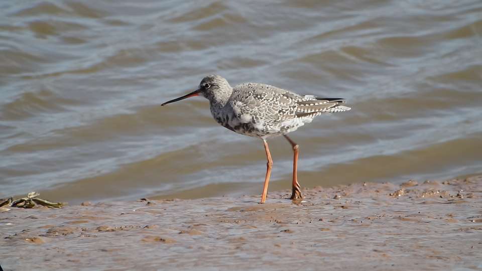 Spotted Redshank at Bowling Green Marsh by David Boult - Devon Birds