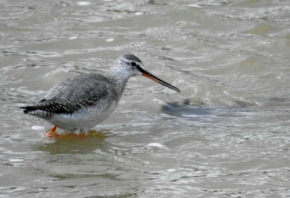Spotted Redshank at Fremington Pill by Phil & Sue Naylor - Devon Birds