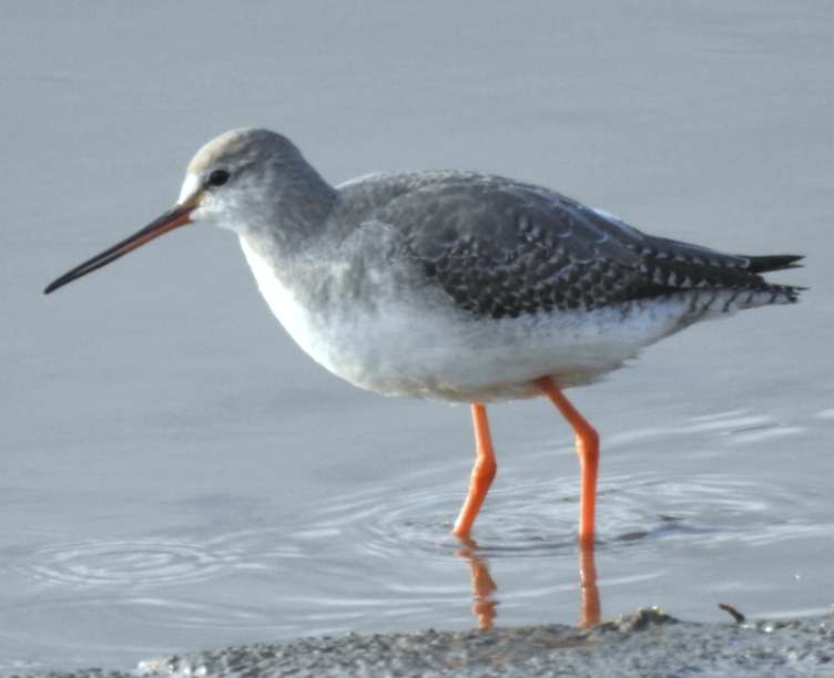 Spotted Redshank at Fremington Pill by Phil and Sue Naylor - Devon Birds