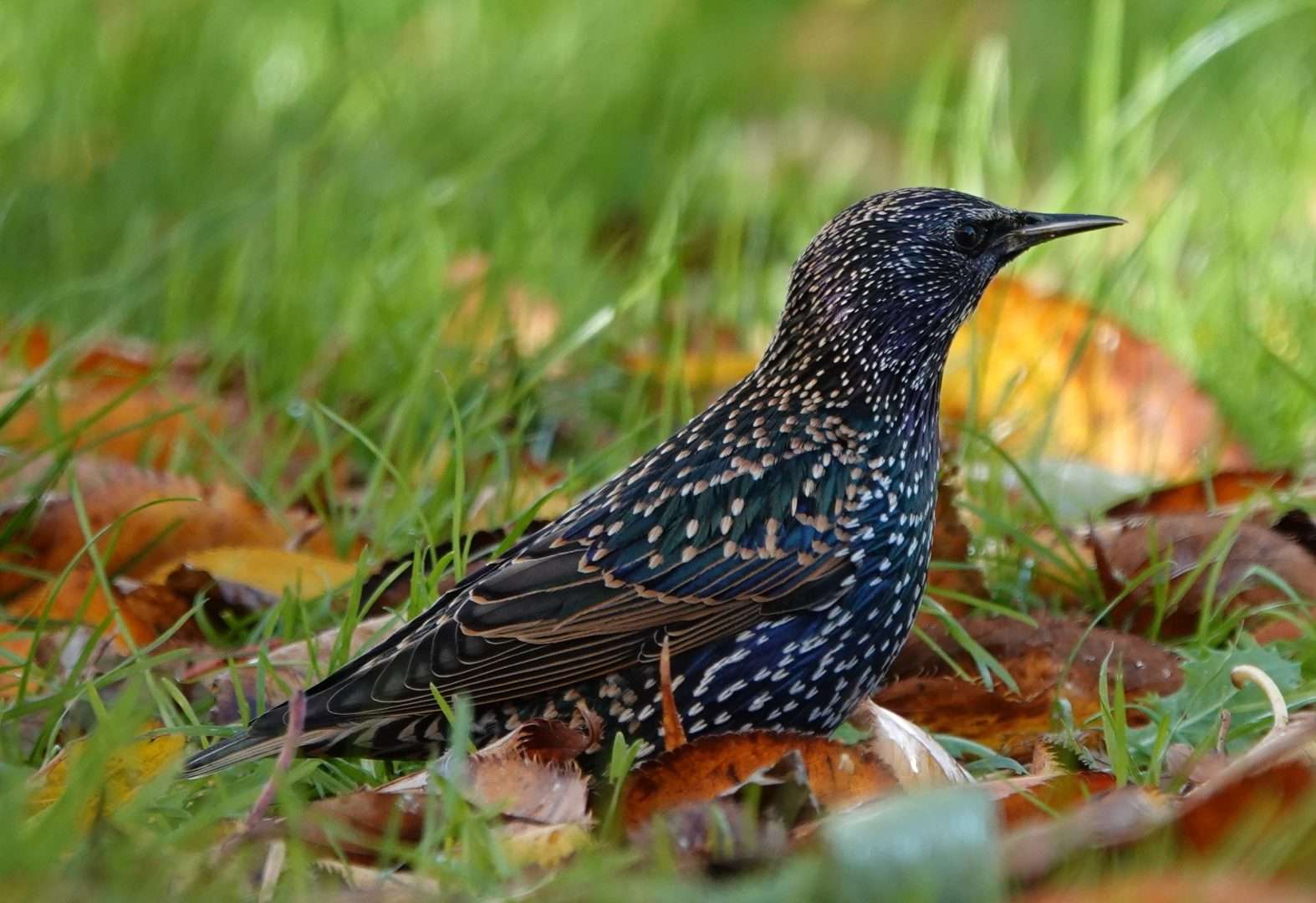 Starling at Soldon Cross by Paul Howrihane - Devon Birds
