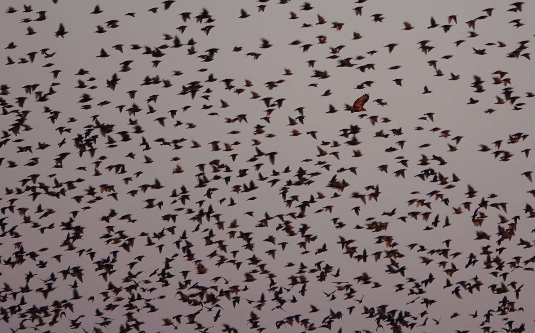 Starling at Woolley Wood by Paul Howrihane - Devon Birds