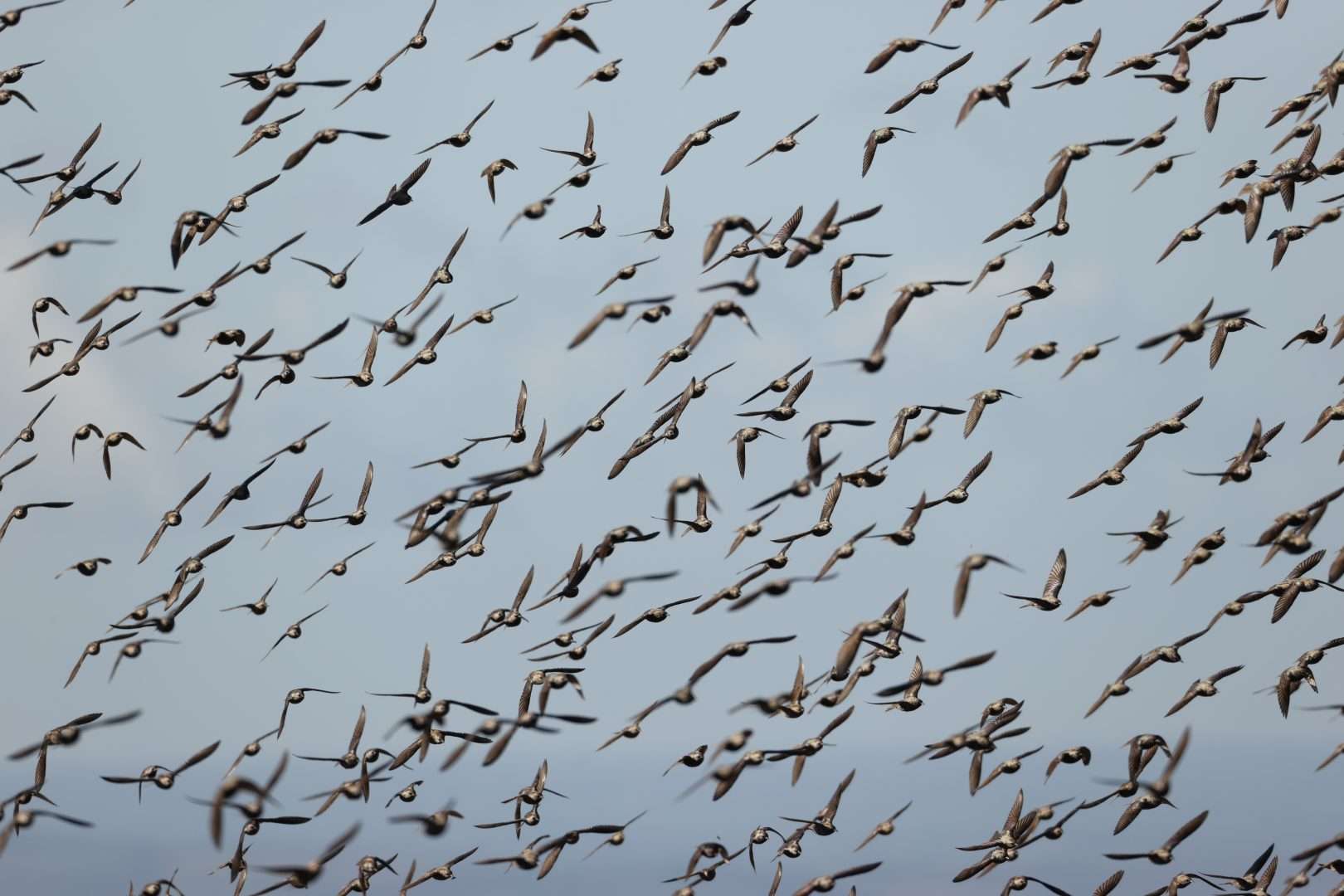Starling at North Devon by Steve Hopper - Devon Birds