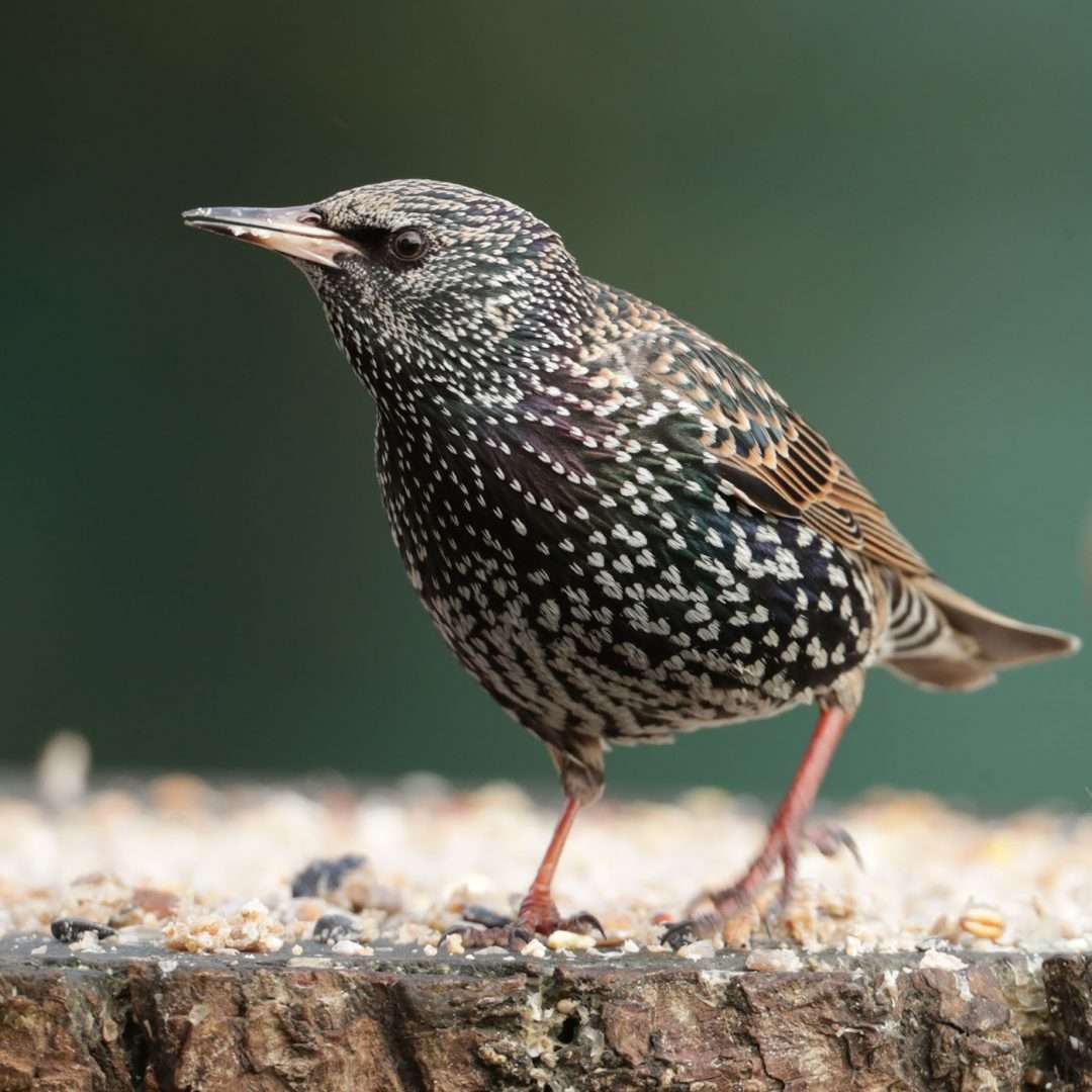Starling at South Brent by Steve Hopper - Devon Birds