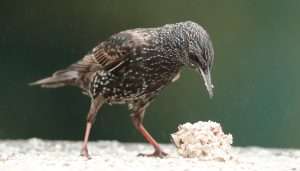 Starling at South Brent by Steve Hopper - Devon Birds