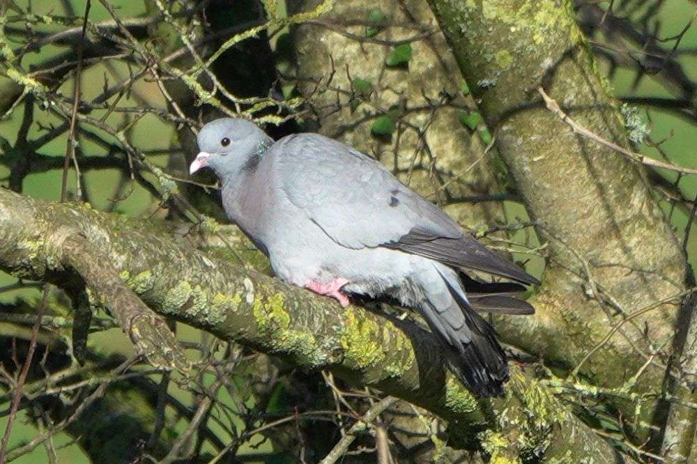 Stock Dove at Escot Park by John Reeves - Devon Birds