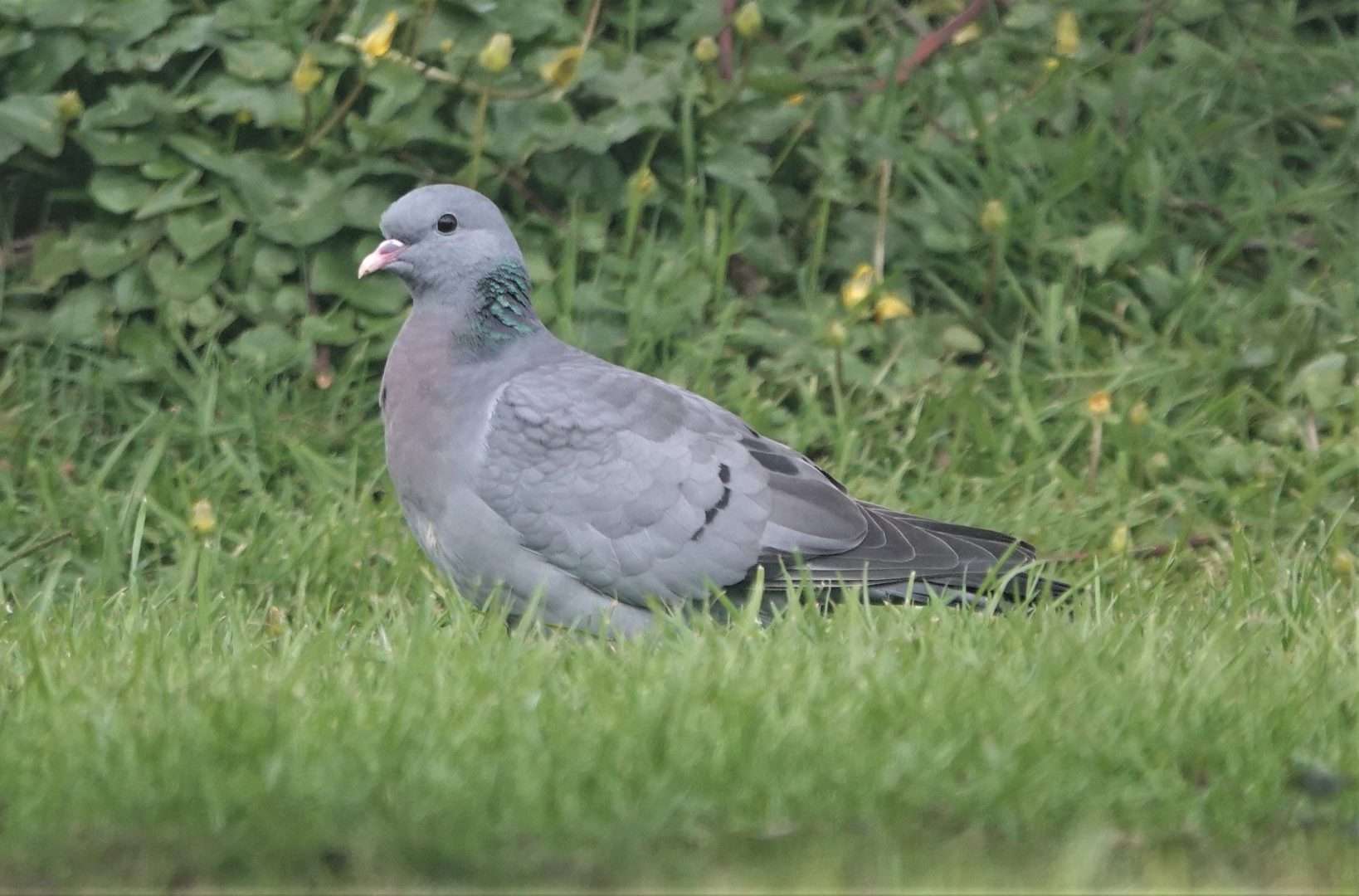 Stock Dove at Soldon Cross by Paul Howrihane - Devon Birds