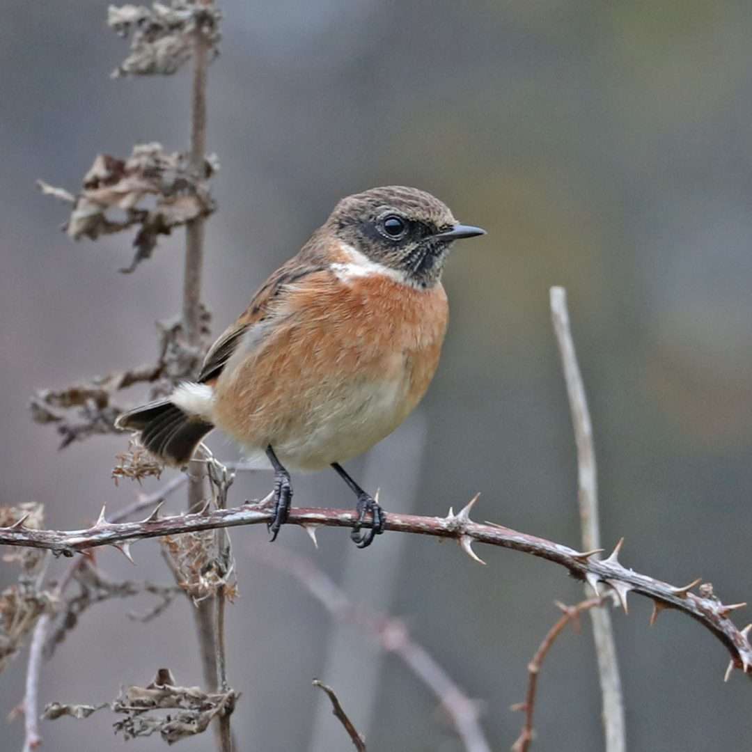 Stonechat at Berry Head by Steve Hopper - Devon Birds