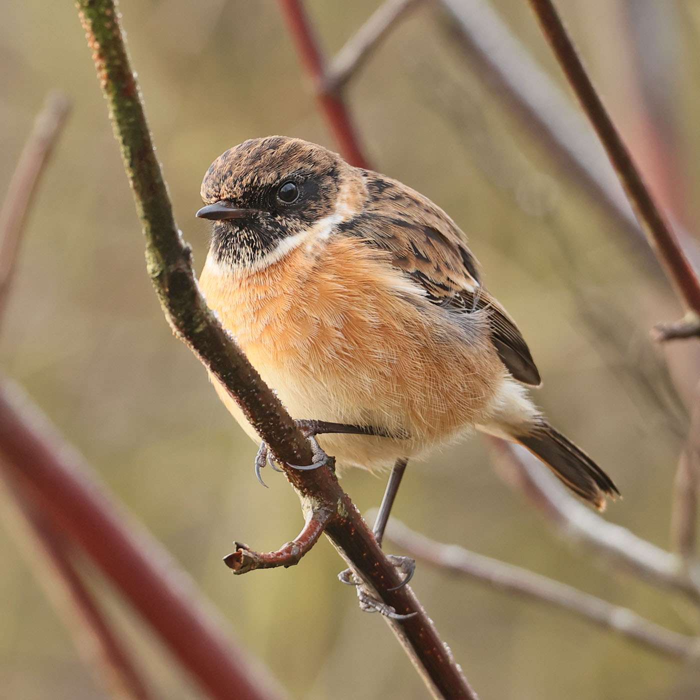 Stonechat at Broadsands by Steve Hopper - Devon Birds