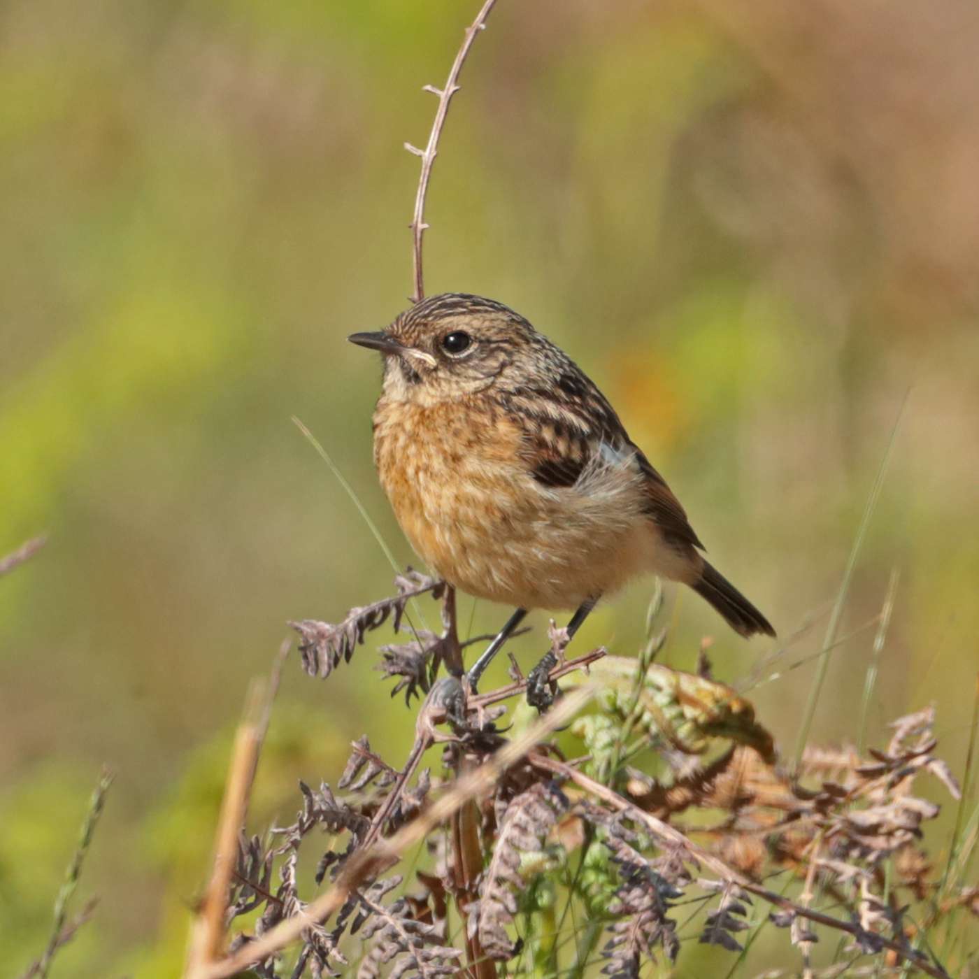 Stonechat at Headland Warren by Steve Hopper - Devon Birds