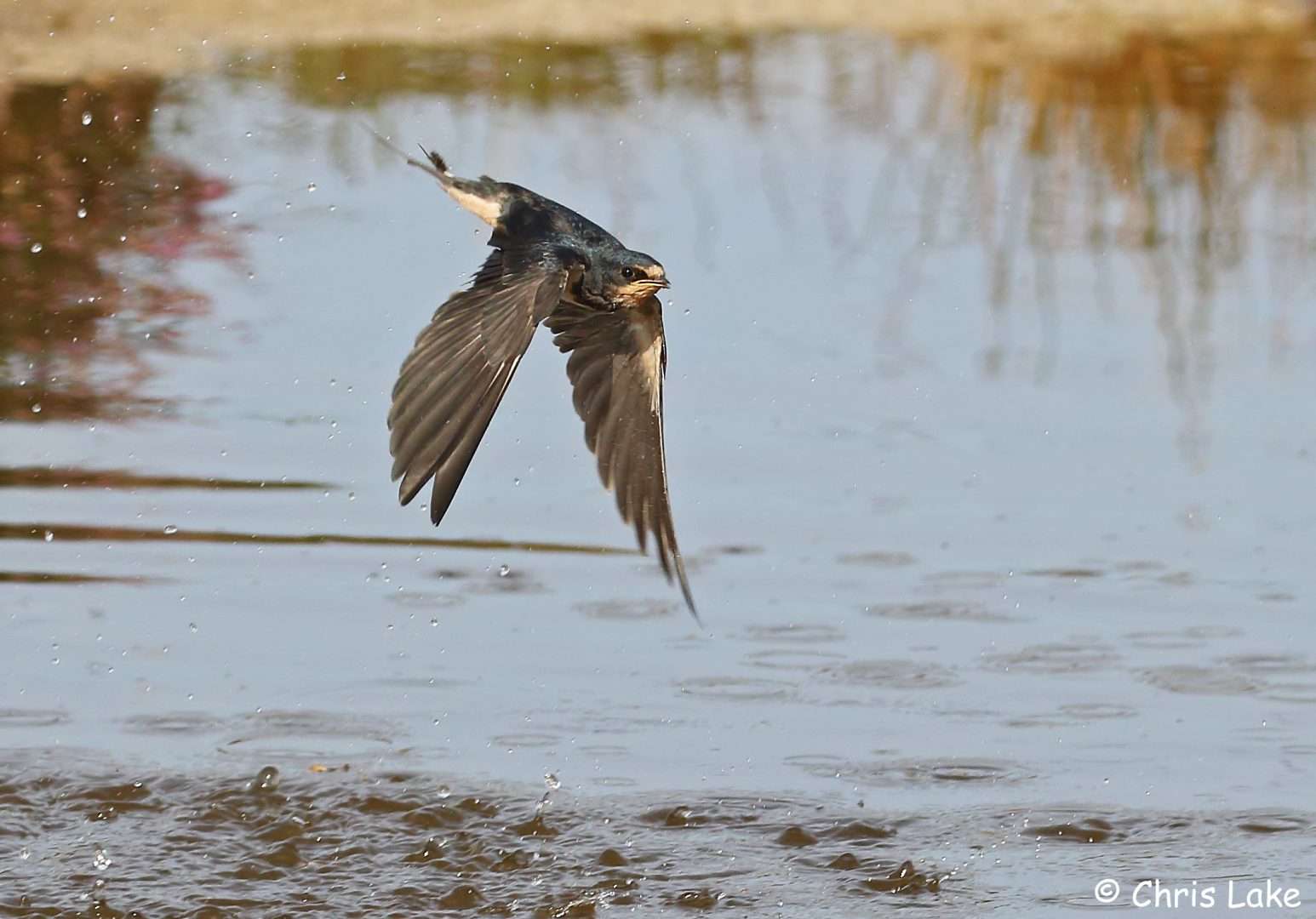 Swallow at Bovey Heathfield by Christopher Lake - Devon Birds